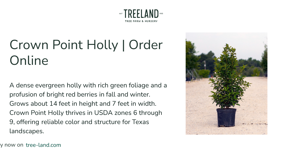 Crown Point Holly | Order Online | Treeland Nursery