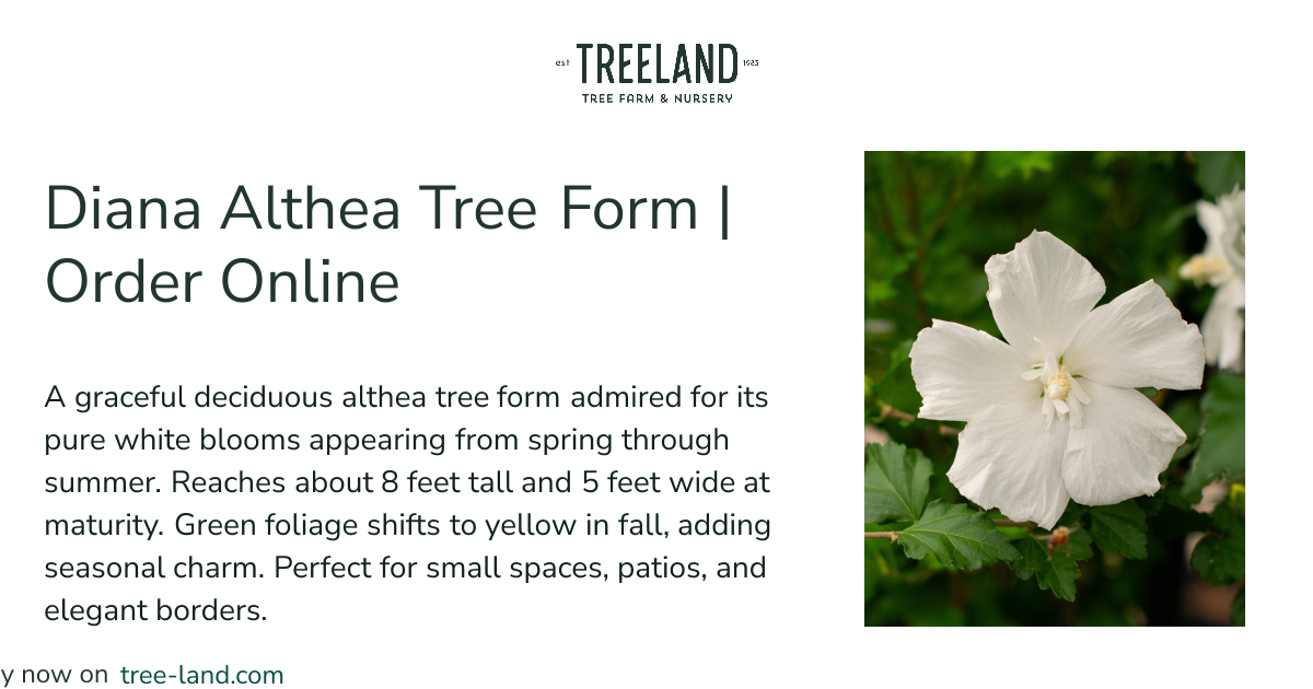 Diana Althea Tree Form | Order Online | Treeland Nursery