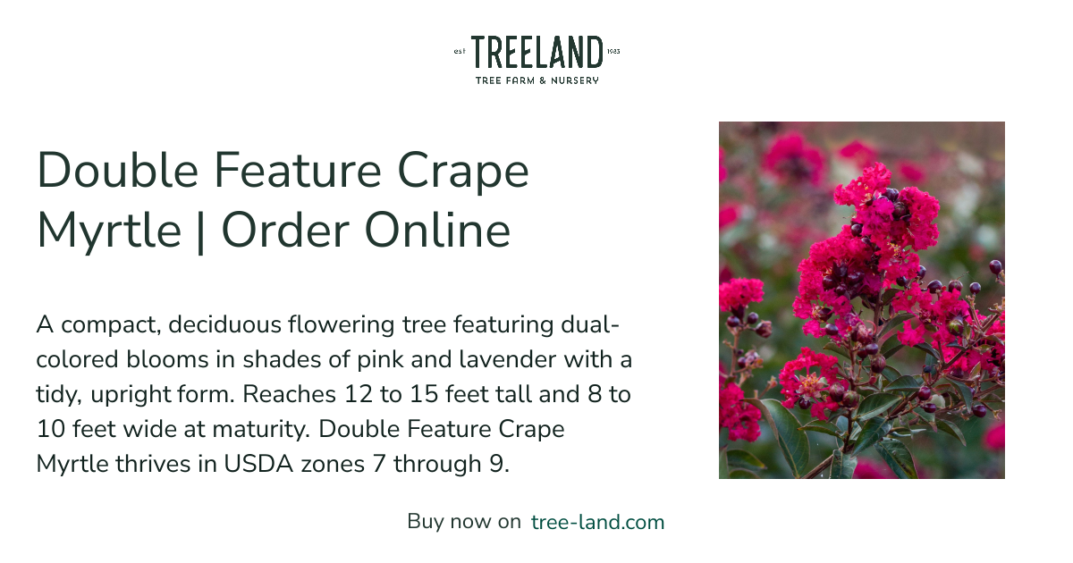 Double Feature Crape Myrtle | Order Online | Treeland Nursery
