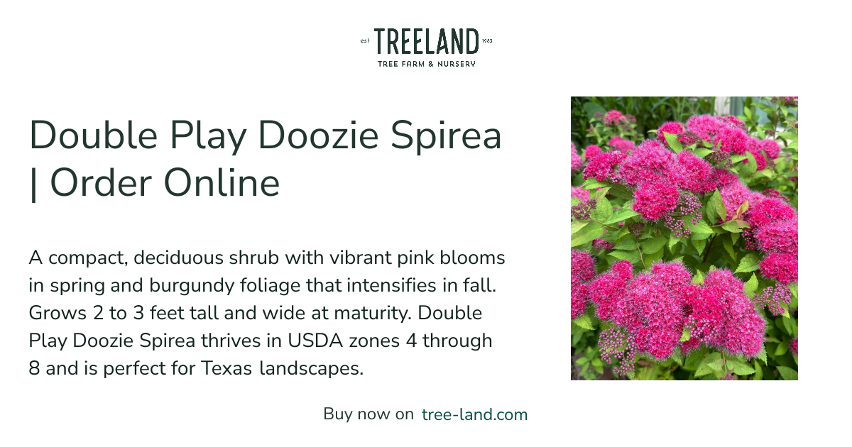 Double Play Doozie Spirea | Order Online | Treeland Nursery
