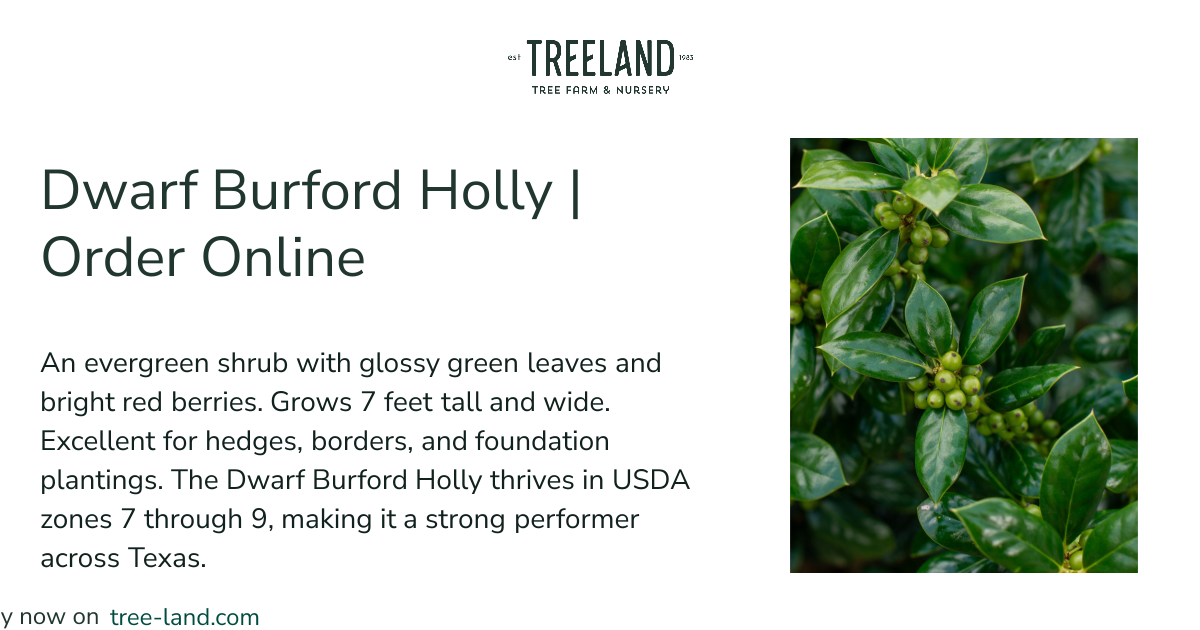 Dwarf Burford Holly | Order Online | Treeland Nursery