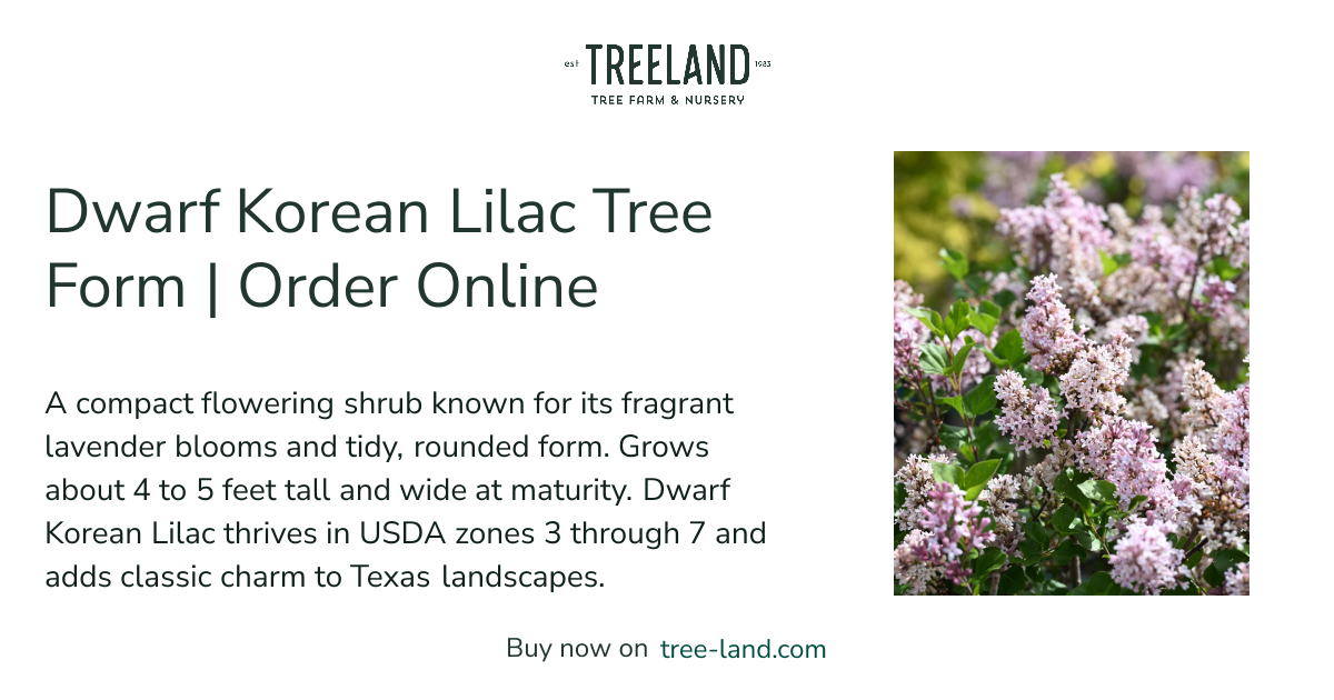 Dwarf Korean Lilac Tree Form | Order Online | Treeland Nursery