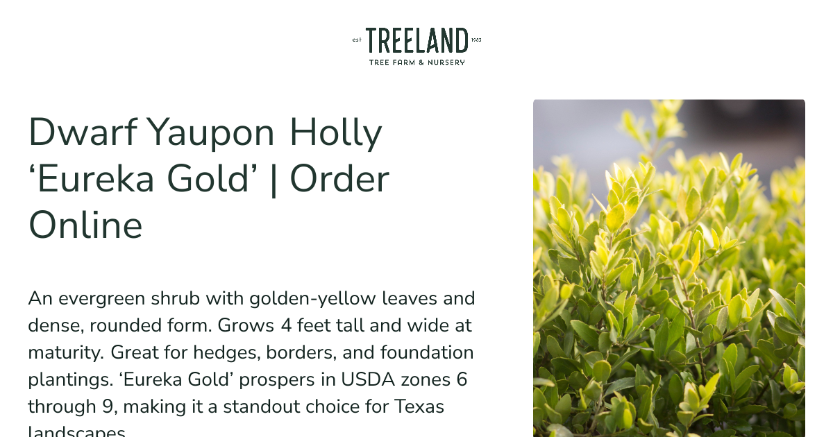 Dwarf Yaupon Holly ‘Eureka Gold’ | Order Online | Treeland Nursery