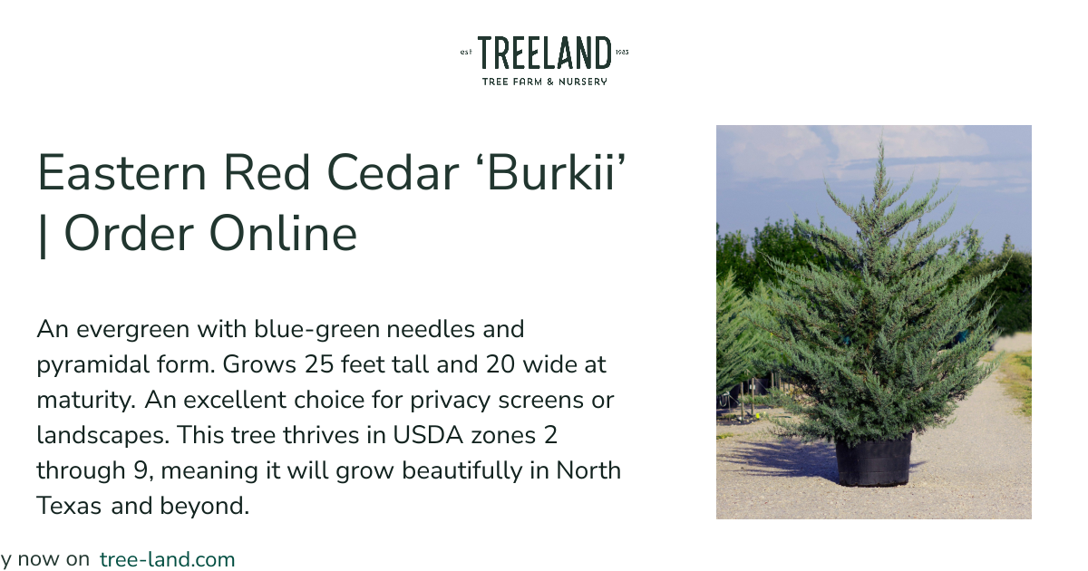 Eastern Red Cedar ‘Burkii’ | Order Online | Treeland Nursery