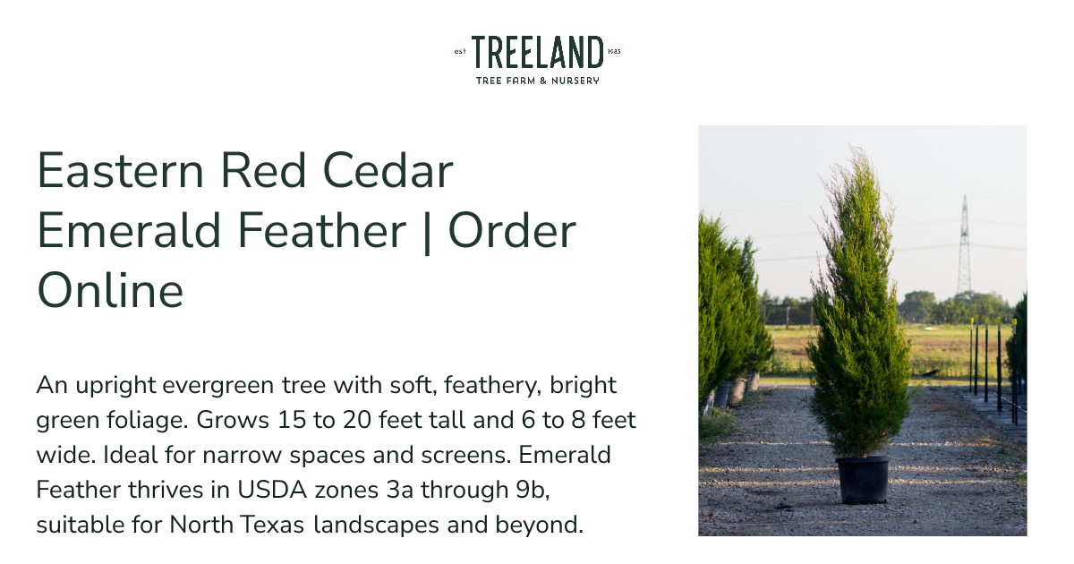 Eastern Red Cedar Emerald Feather | Order Online | Treeland Nursery