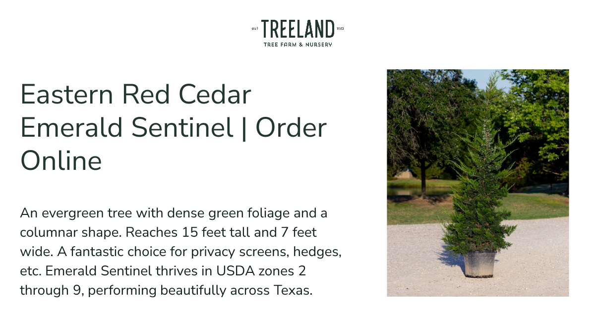 Eastern Red Cedar Emerald Sentinel | Order Online | Treeland Nursery