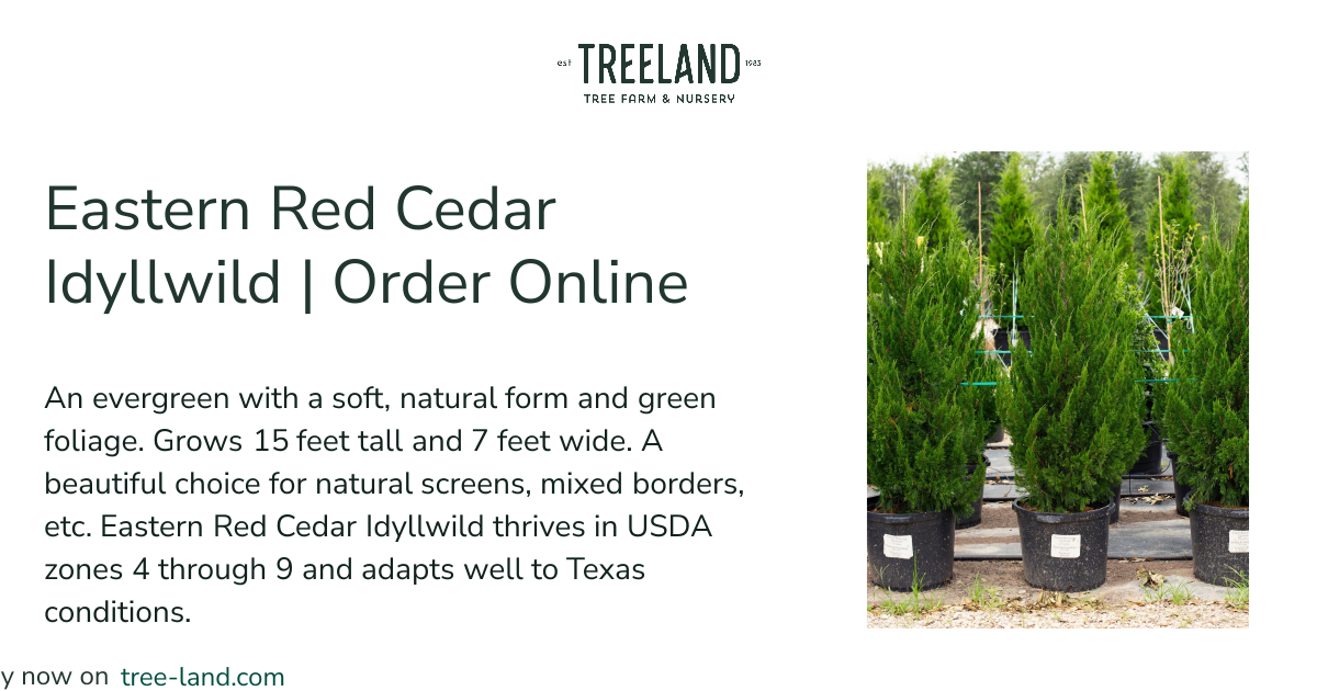 Eastern Red Cedar Idyllwild | Order Online | Treeland Nursery