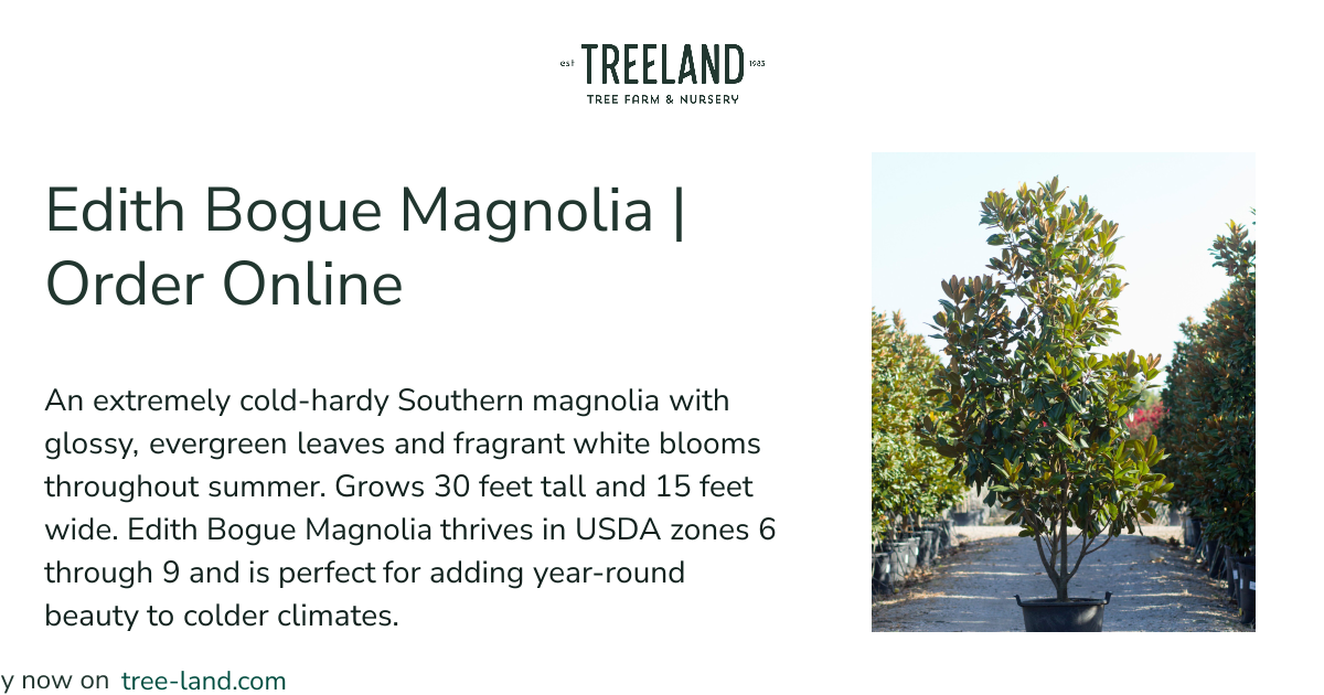 Edith Bogue Magnolia | Order Online | Treeland Nursery