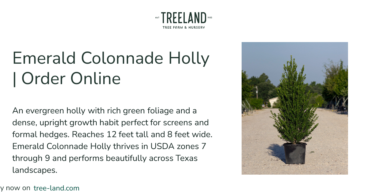 Emerald Colonnade Holly | Order Online | Treeland Nursery