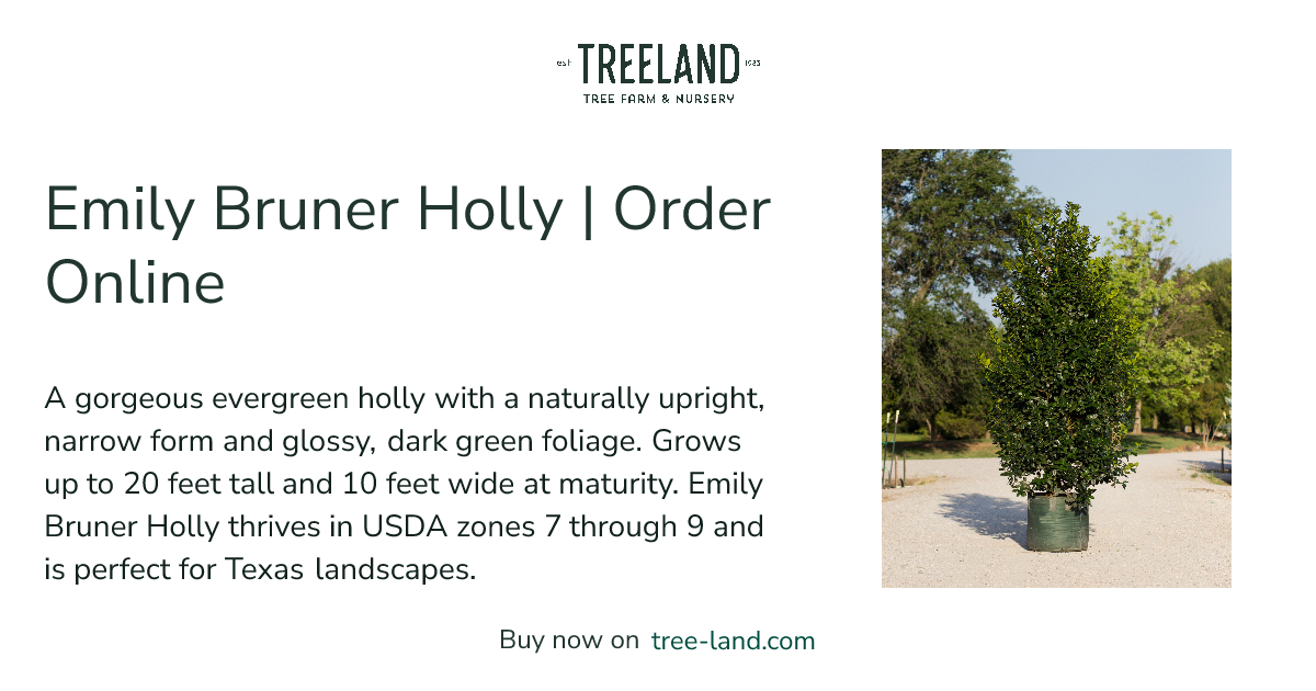 Emily Bruner Holly | Order Online | Treeland Nursery