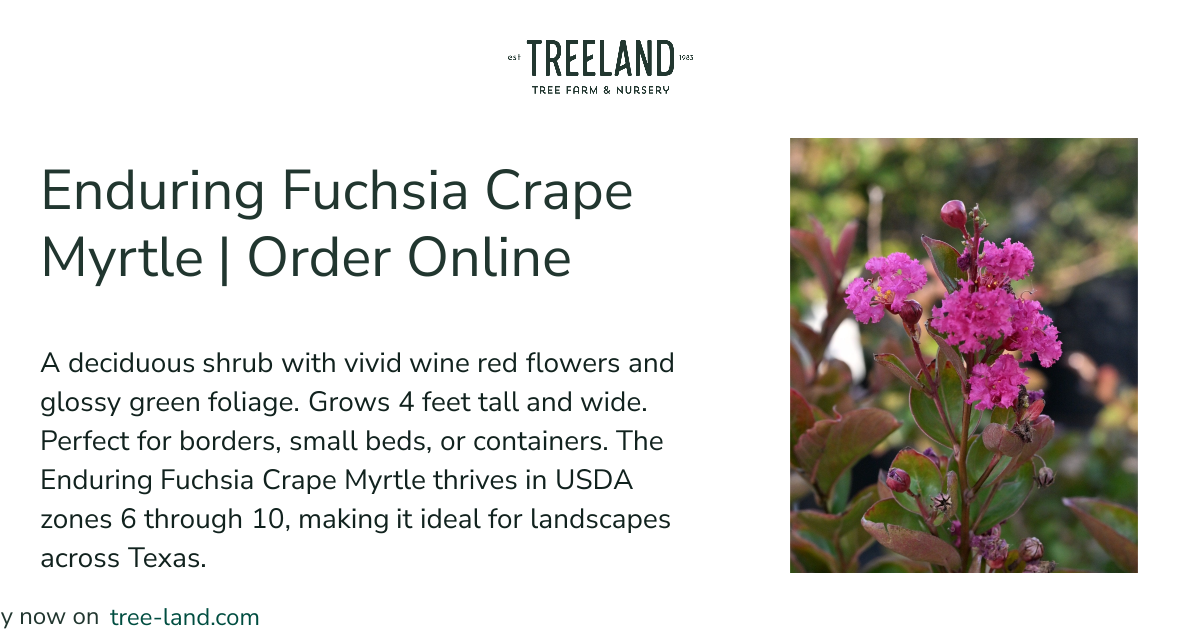 Enduring Fuchsia Crape Myrtle | Order Online | Treeland Nursery