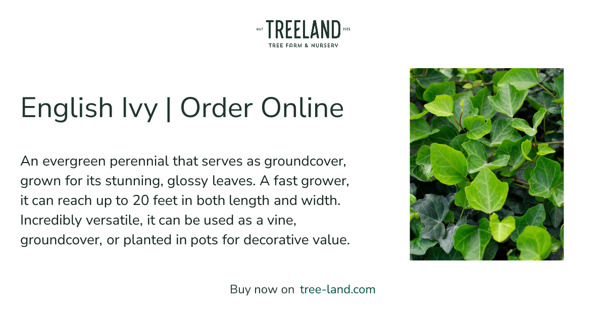 English Ivy | Order Online | Treeland Nursery