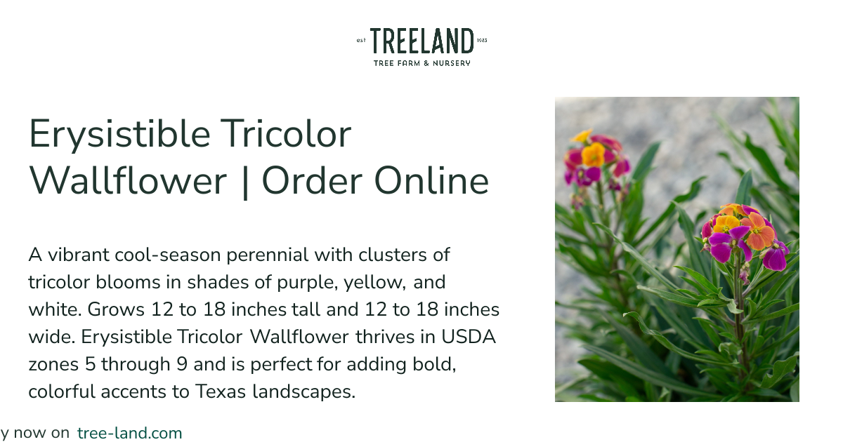 Erysistible Tricolor Wallflower | Order Online | Treeland Nursery