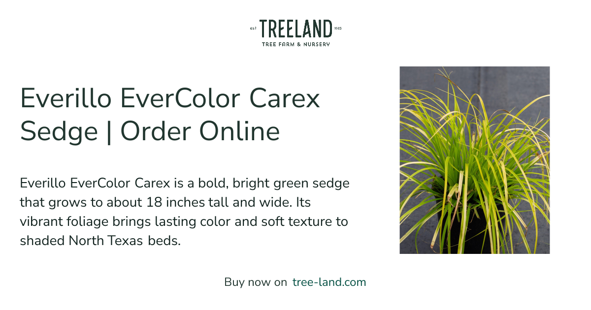 Everillo EverColor Carex Sedge | Order Online | Treeland Nursery