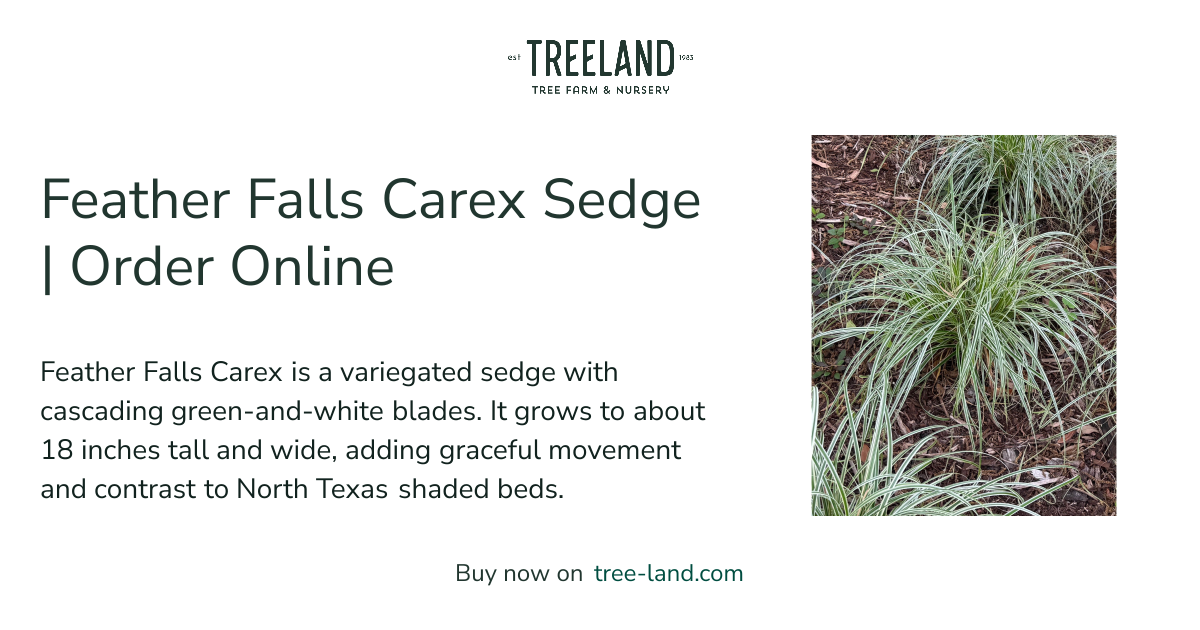 Feather Falls Carex Sedge | Order Online | Treeland Nursery