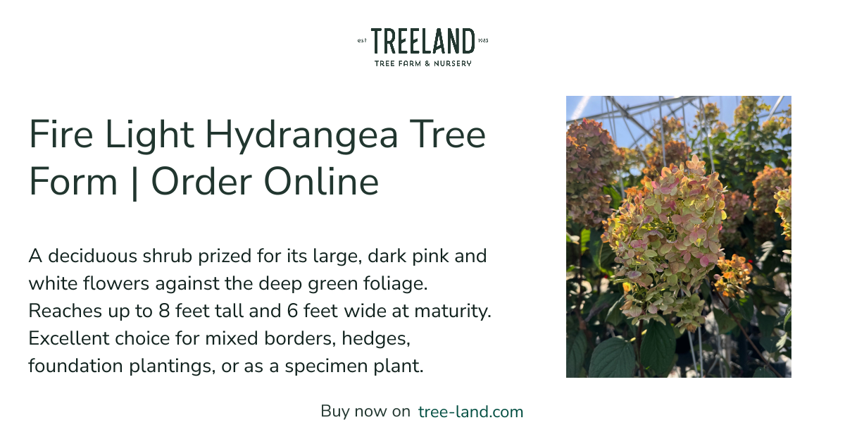 Fire Light Hydrangea Tree Form | Order Online | Treeland Nursery