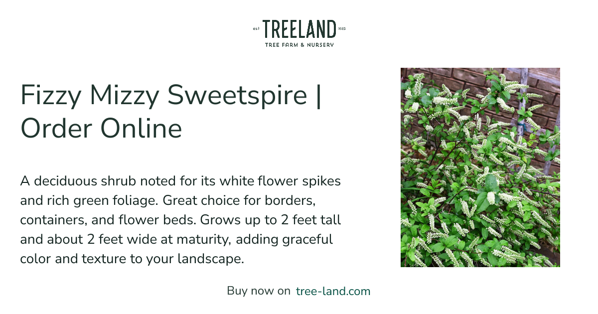 Fizzy Mizzy Sweetspire | Order Online | Treeland Nursery