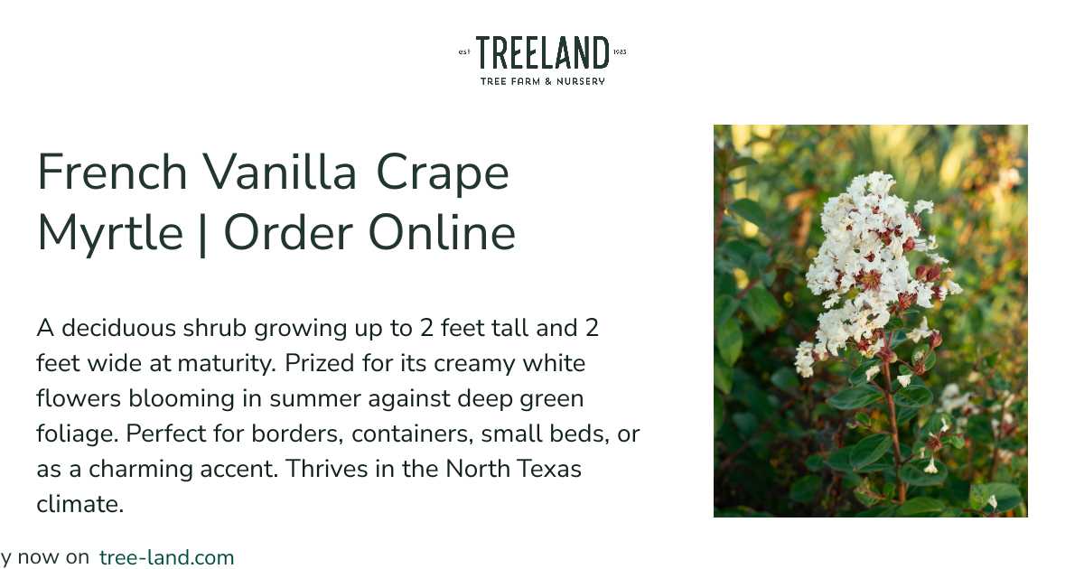 French Vanilla Crape Myrtle | Order Online | Treeland Nursery