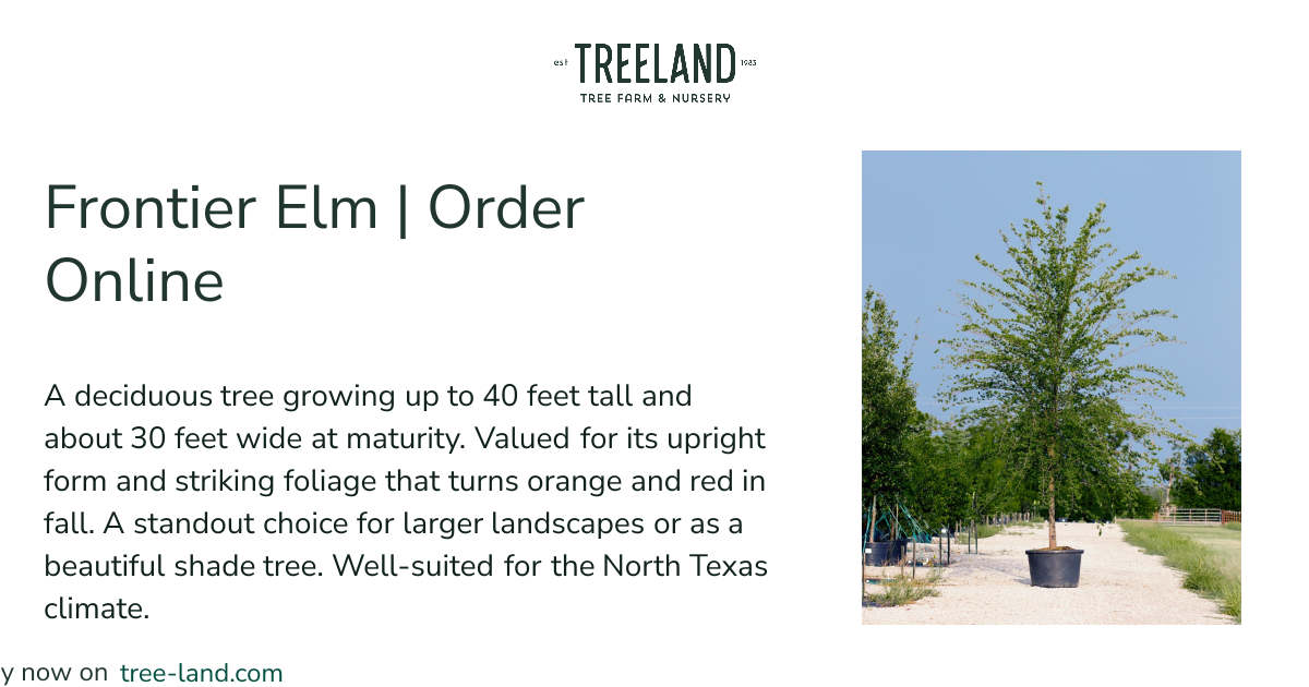 Frontier Elm | Order Online | Treeland Nursery