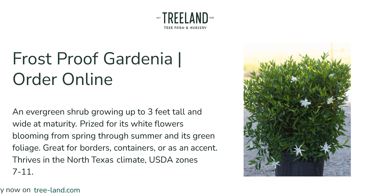 Frost Proof Gardenia | Order Online | Treeland Nursery
