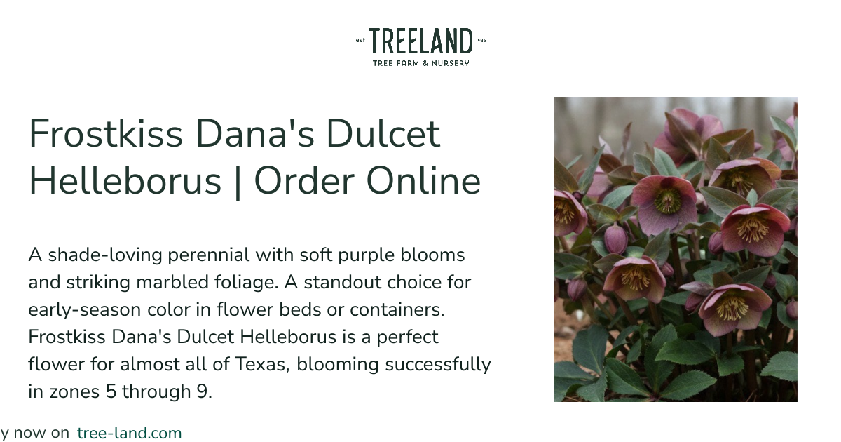 Frostkiss Dana's Dulcet Helleborus | Order Online | Treeland Nursery