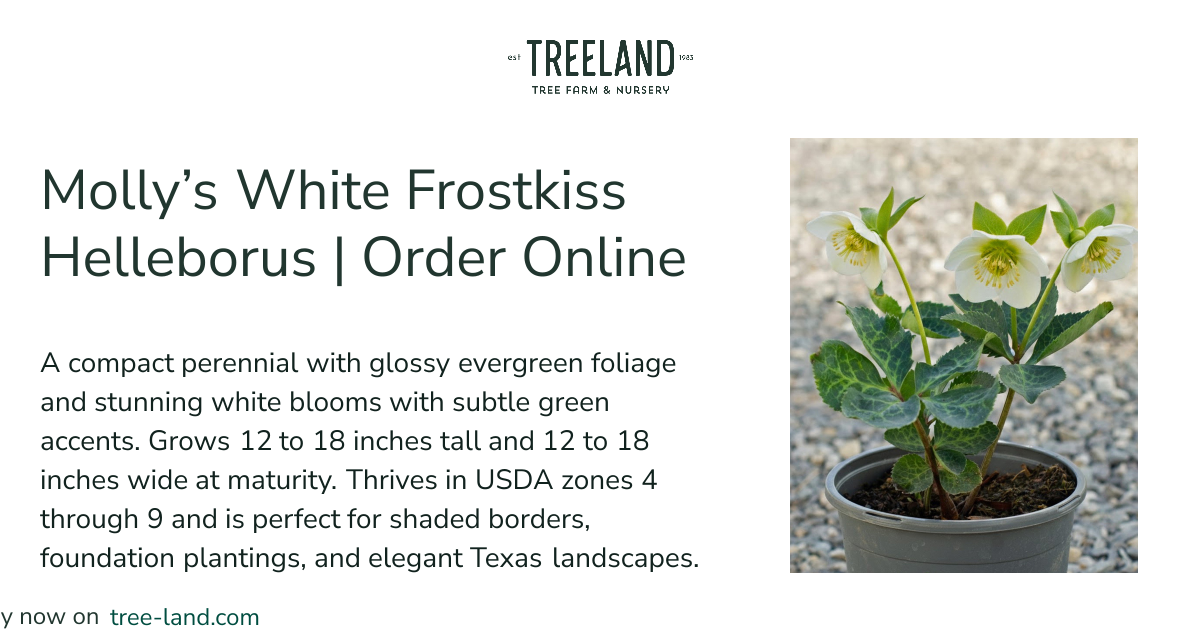 Molly’s White Frostkiss Helleborus | Order Online | Treeland Nursery