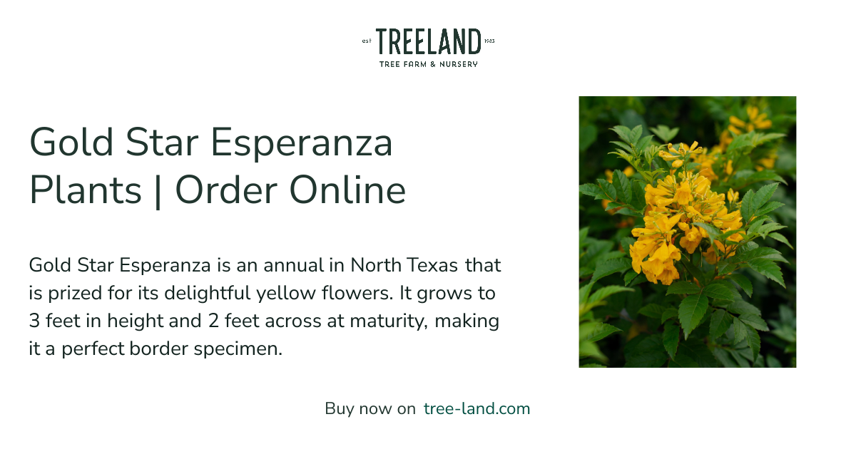 Gold Star Esperanza Plants | Order Online | Treeland Nursery