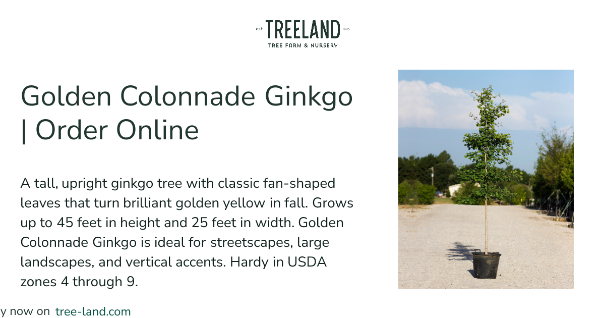 Golden Colonnade Ginkgo | Order Online | Treeland Nursery