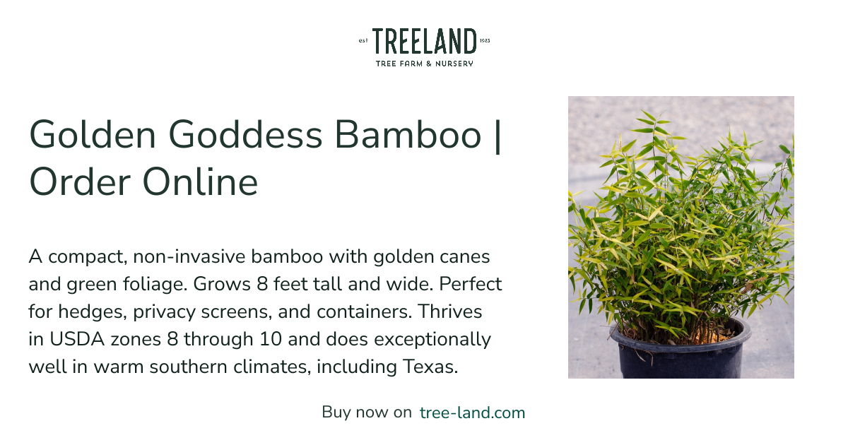 Golden Goddess Bamboo | Order Online | Treeland Nursery