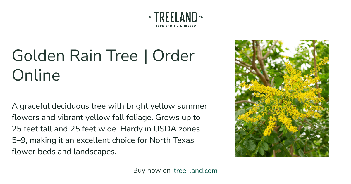 Golden Rain Tree | Order Online | Treeland Nursery