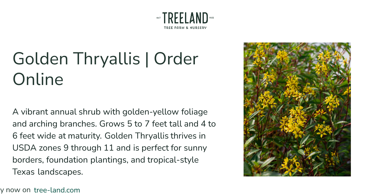 Golden Thryallis | Order Online | Treeland Nursery