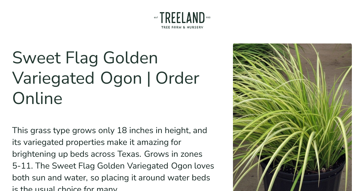Sweet Flag Golden Variegated Ogon | Order Online | Treeland Nursery
