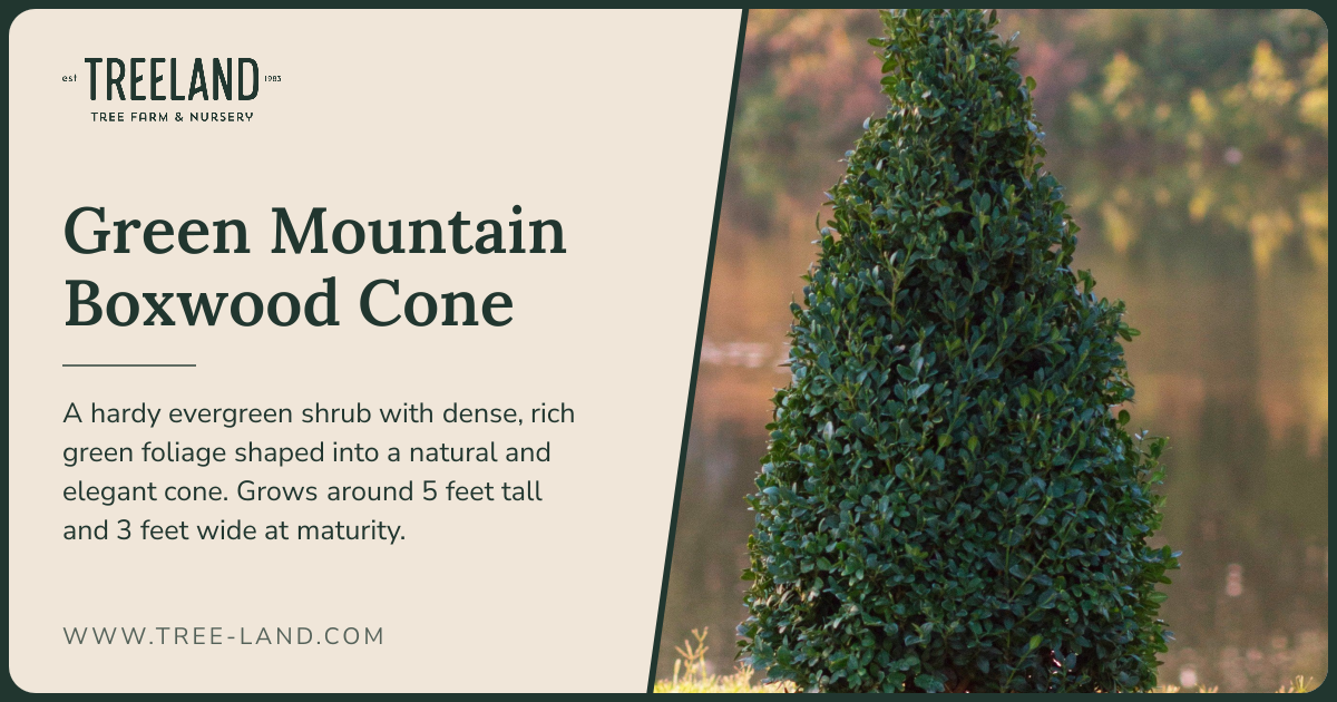Green Mountain Boxwood Cone | Order Online | Treeland Nursery