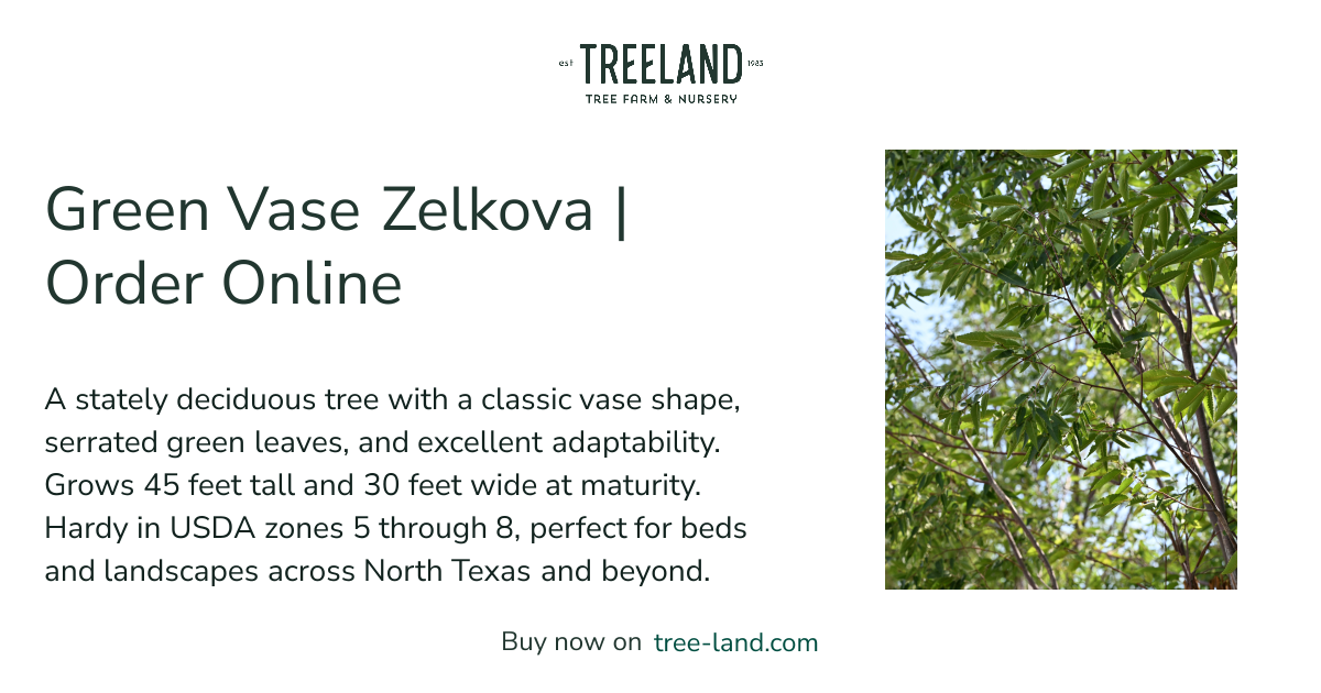 Green Vase Zelkova | Order Online | Treeland Nursery