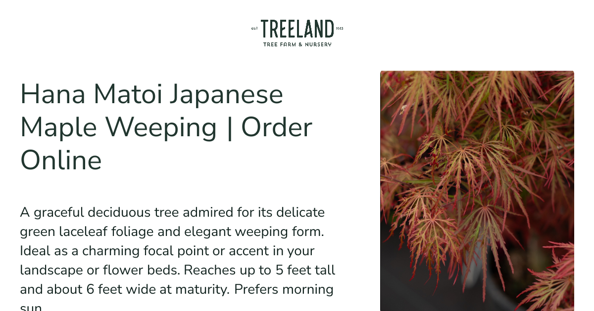 Hana Matoi Japanese Maple Weeping | Order Online | Treeland Nursery