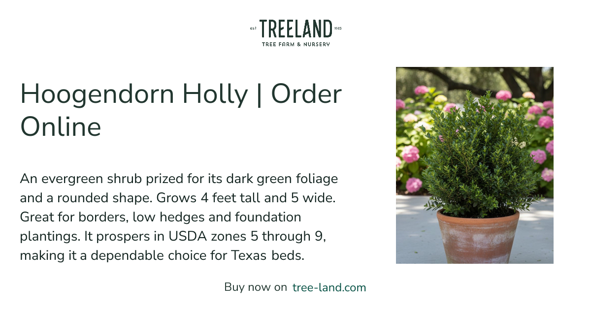 Hoogendorn Holly | Order Online | Treeland Nursery