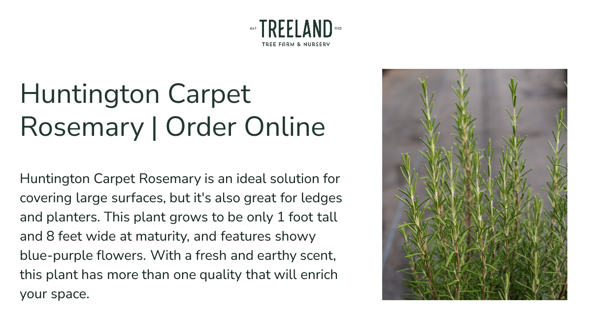 Huntington Carpet Rosemary | Order Online | Treeland Nursery