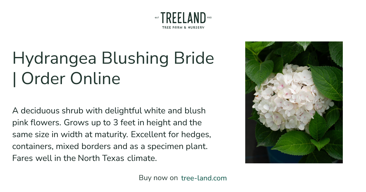 Hydrangea Blushing Bride | Order Online | Treeland Nursery