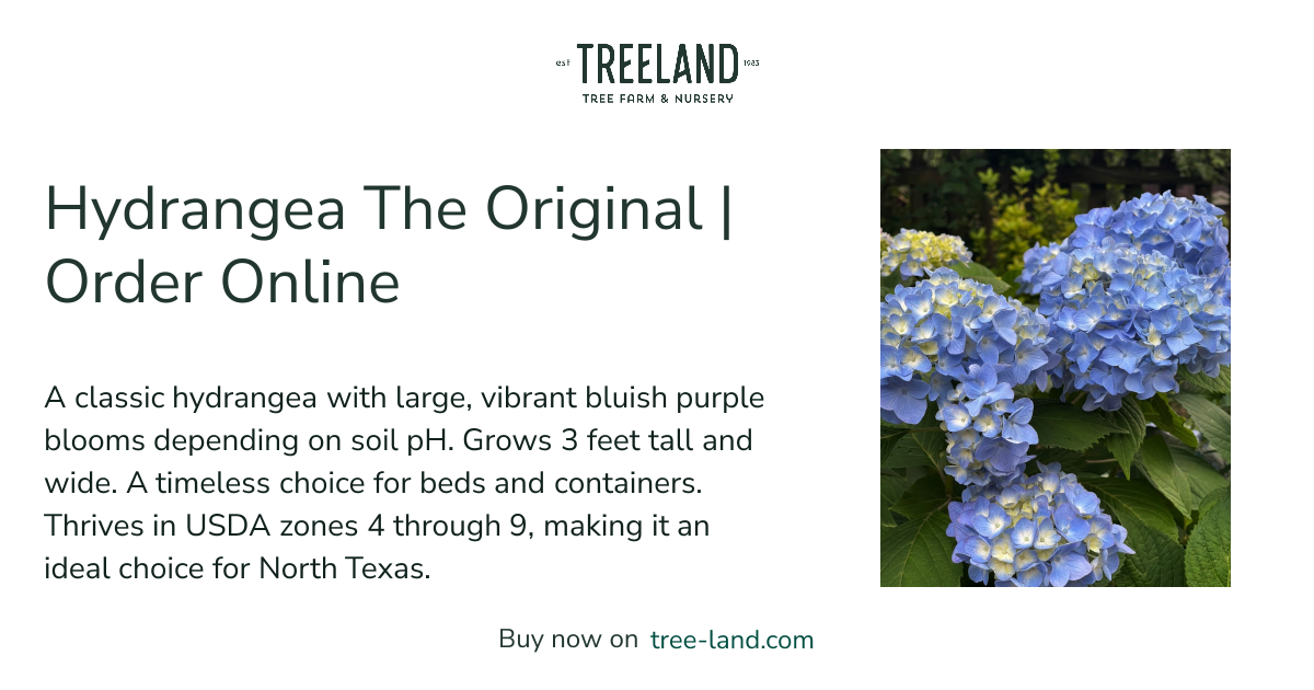 Hydrangea The Original | Order Online | Treeland Nursery