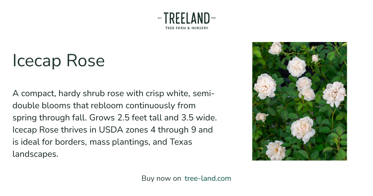 Icecap Rose | Treeland Nursery