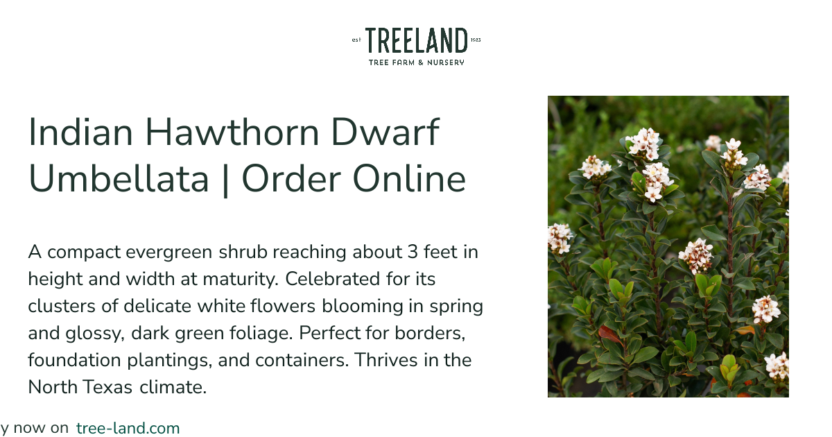 Indian Hawthorn Dwarf Umbellata | Order Online | Treeland Nursery