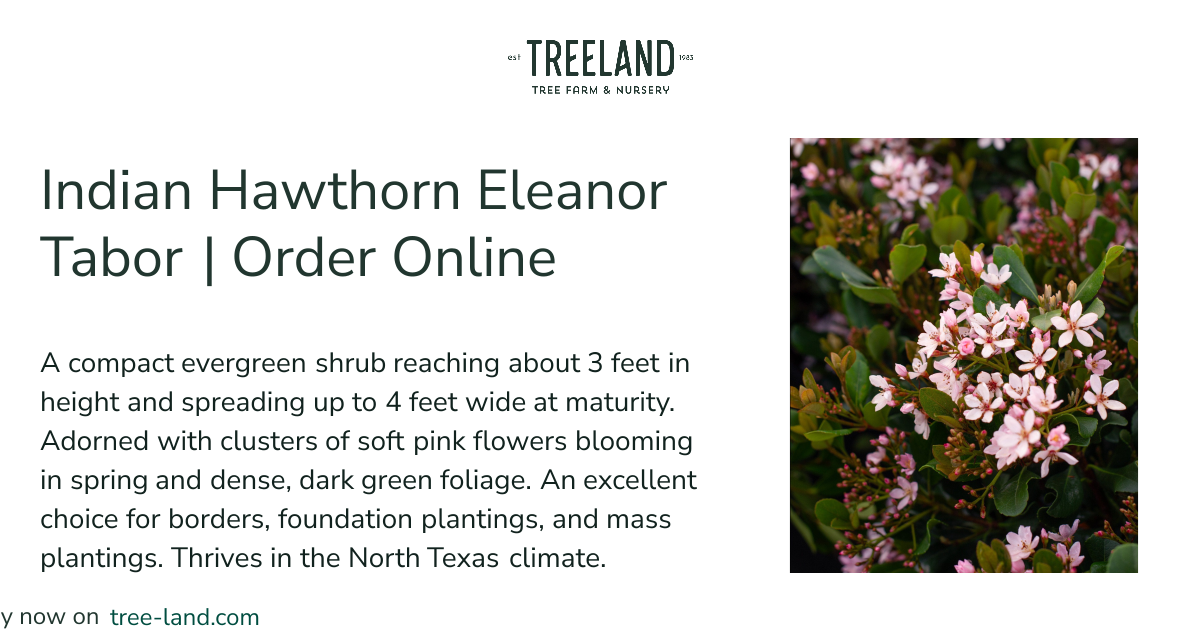 Indian Hawthorn Eleanor Tabor | Order Online | Treeland Nursery