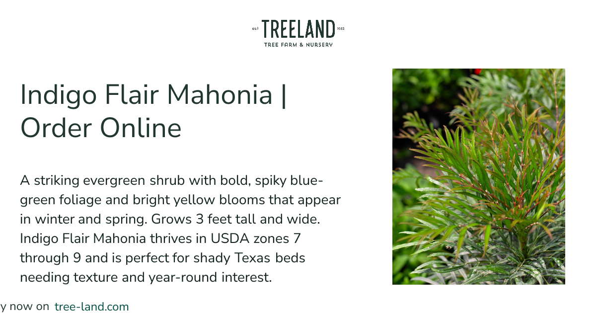 Indigo Flair Mahonia | Order Online | Treeland Nursery