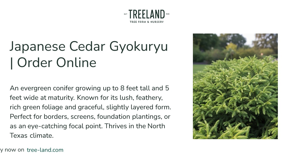 Japanese Cedar Gyokuryu | Order Online | Treeland Nursery