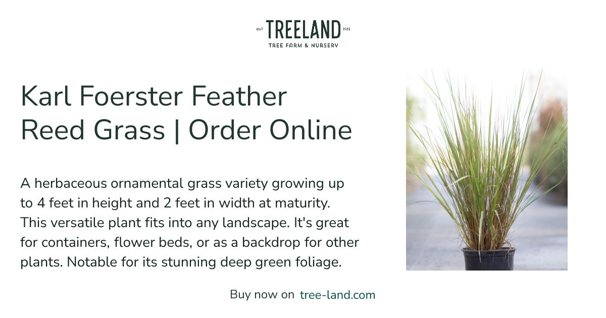 Karl Foerster Feather Reed Grass | Order Online | Treeland Nursery