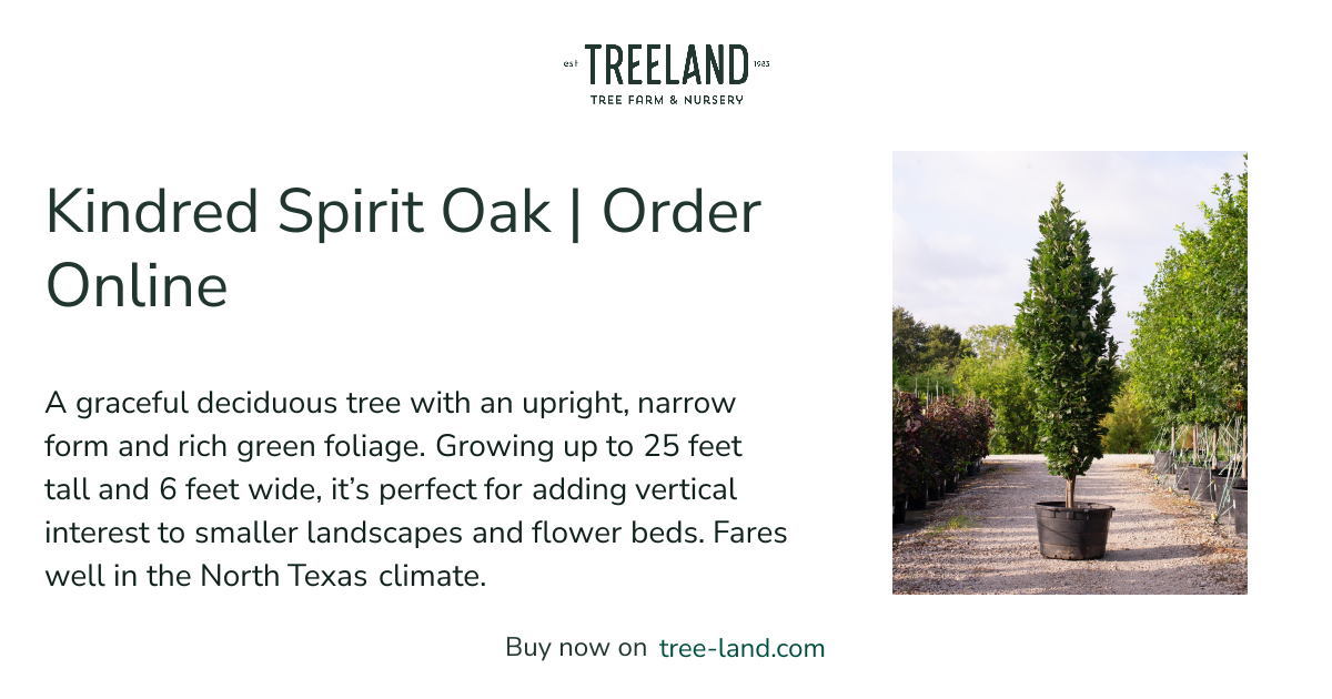 Kindred Spirit Oak | Order Online | Treeland Nursery