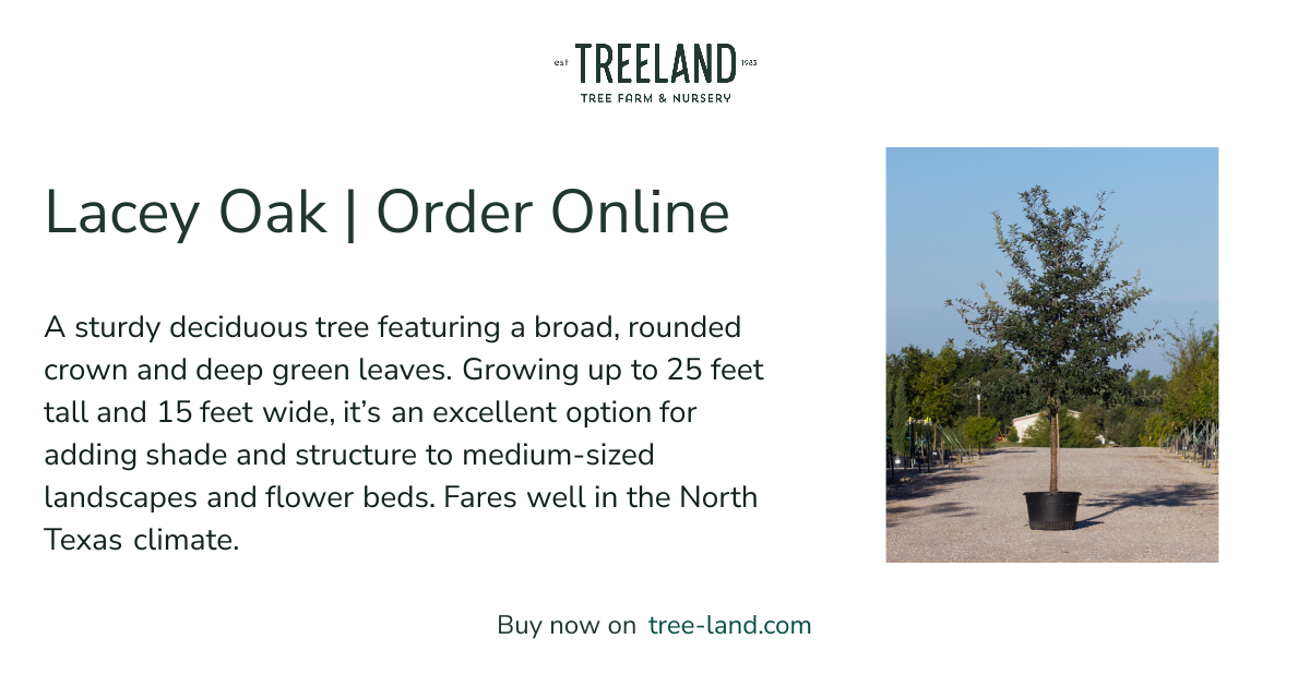 Lacey Oak | Order Online | Treeland Nursery