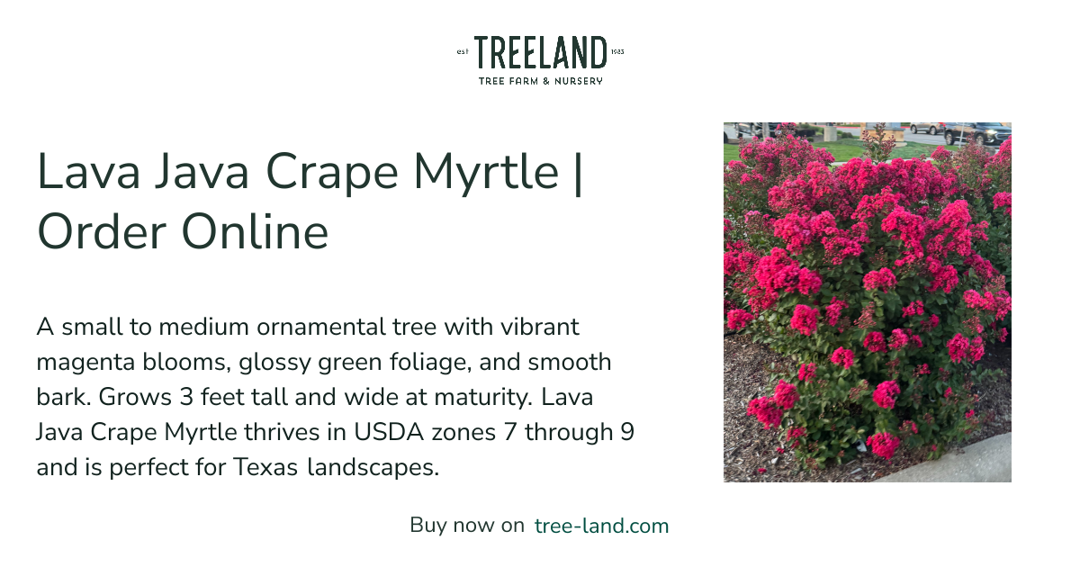 Lava Java Crape Myrtle | Order Online | Treeland Nursery