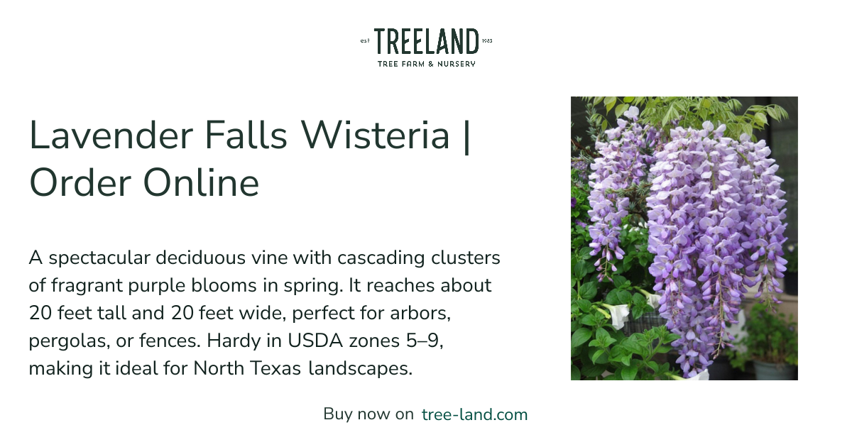 Lavender Falls Wisteria | Order Online | Treeland Nursery