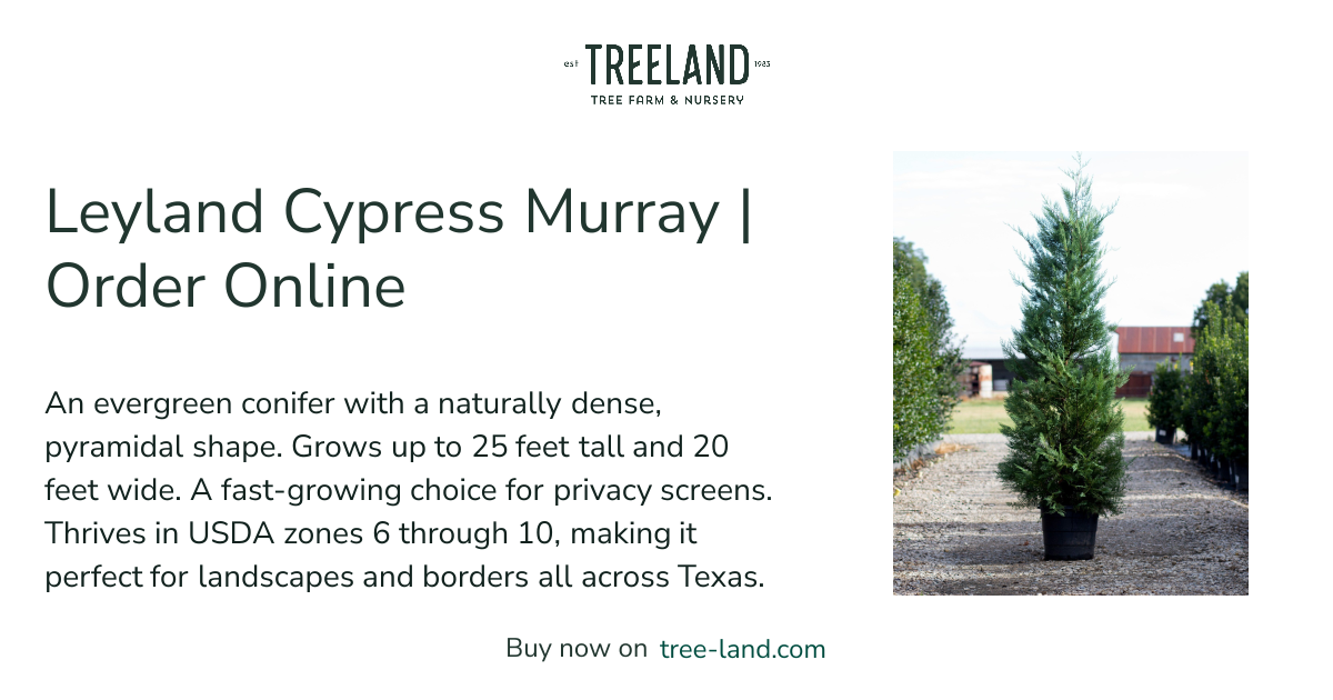 Leyland Cypress Murray | Order Online | Treeland Nursery